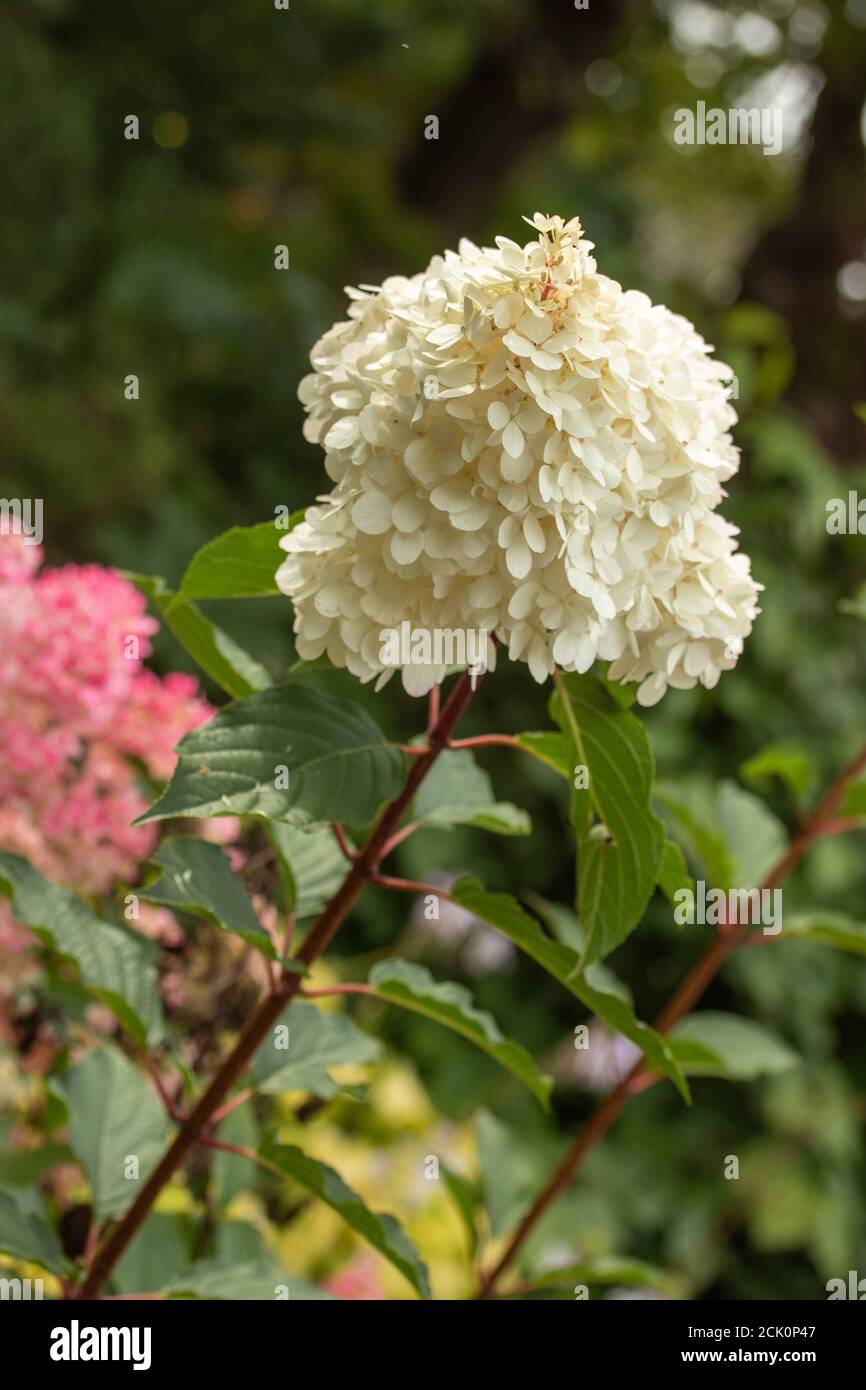Hydrangea Paniculata 'Vanilla Fraise' flowers Stock Photo - Alamy