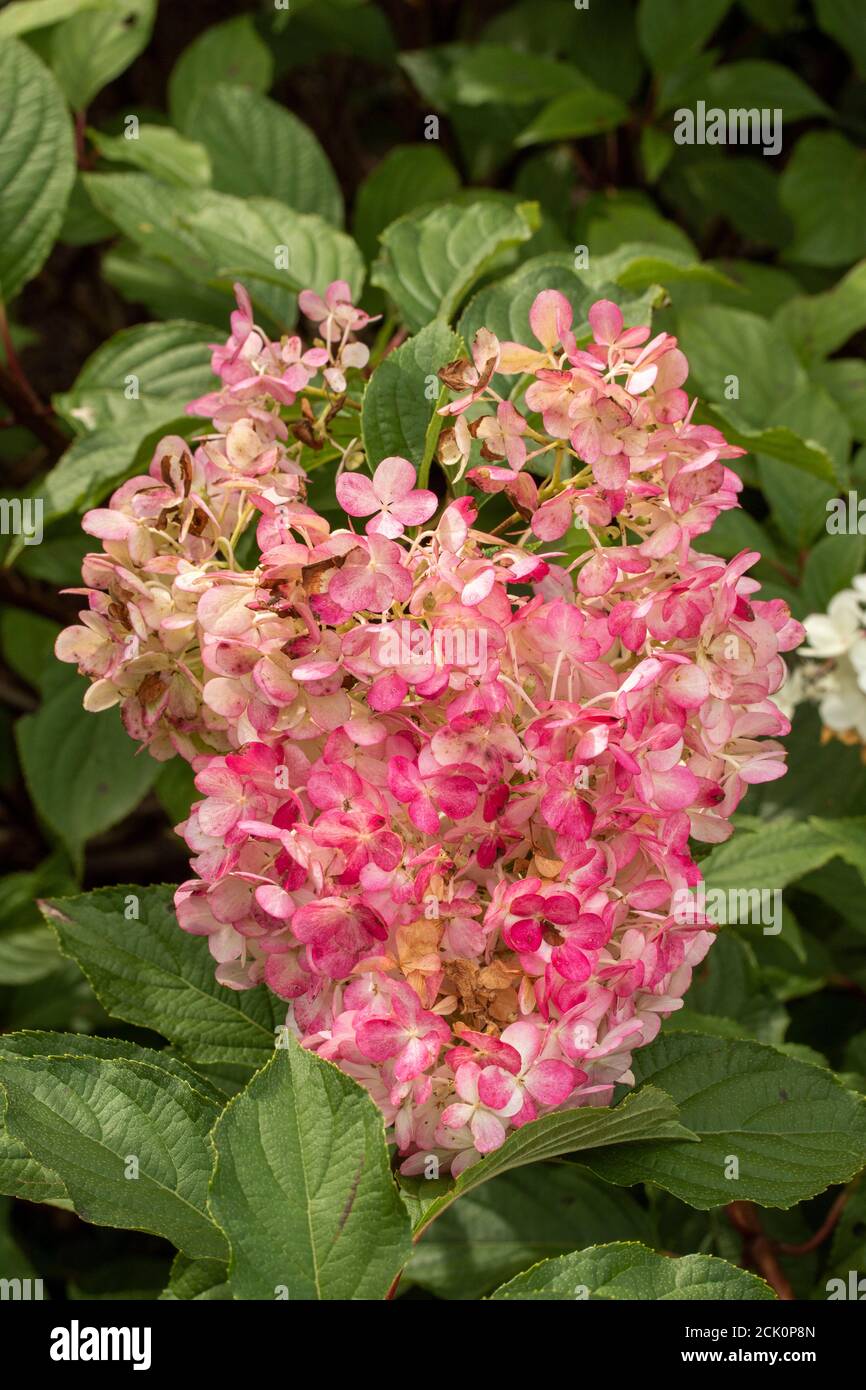 Hydrangea Paniculata 'Vanilla Fraise' flowers Stock Photo - Alamy