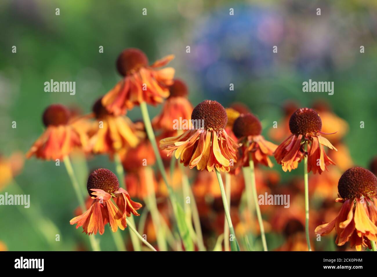California coneflower hi-res stock photography and images - Alamy