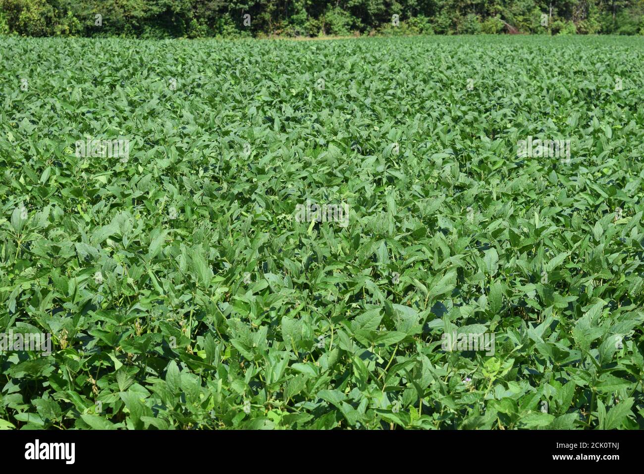 Soybean field in eastern hi-res stock photography and images - Alamy