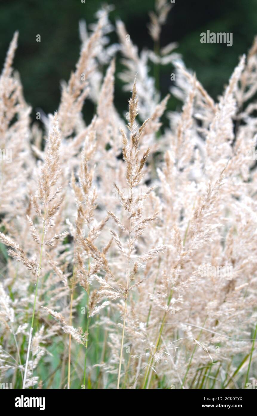 Close up of a dry yellow grass Stock Photo - Alamy