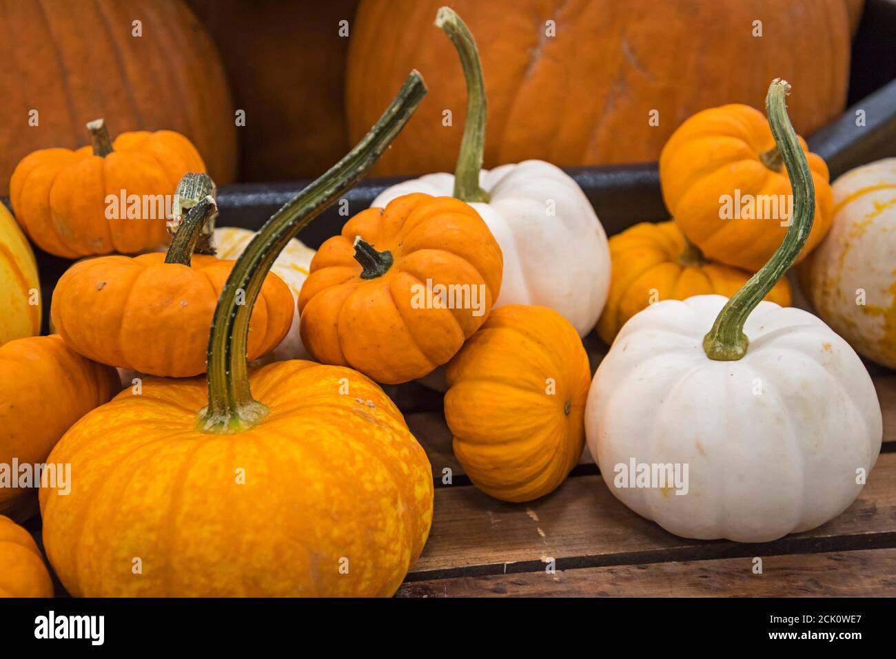 Grocery store Fall display of pumpkins and corn, etc Stock Photo - Alamy