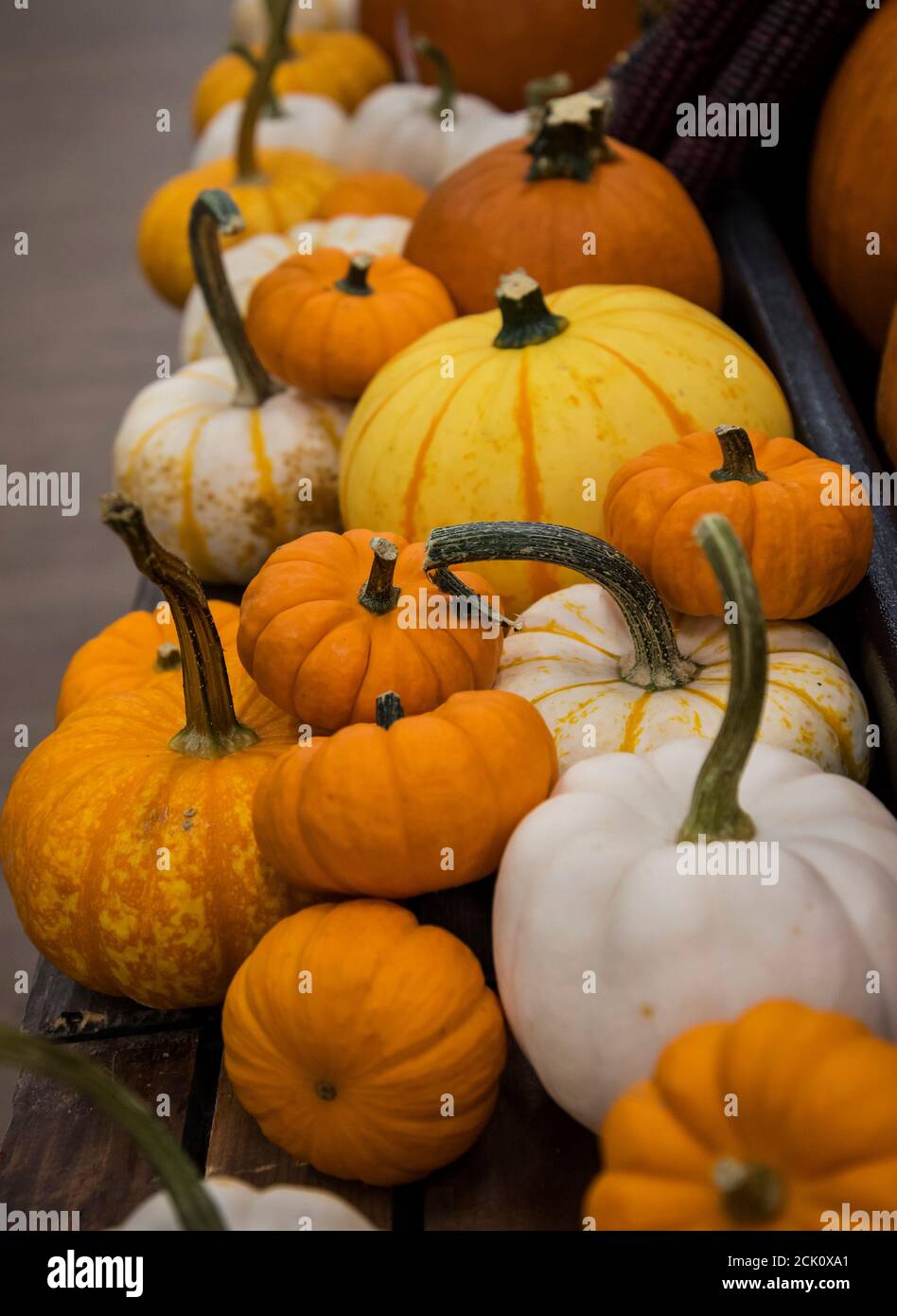 Fall colors display hi-res stock photography and images - Alamy