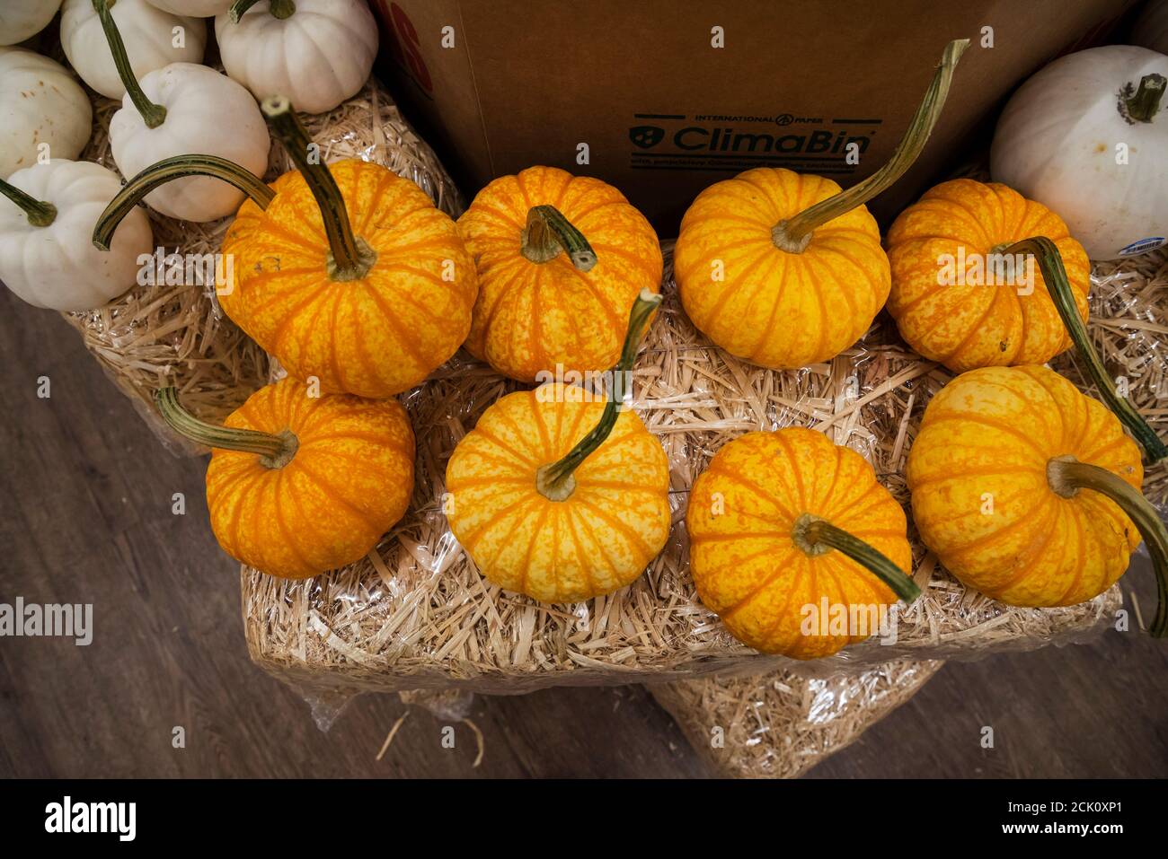 Grocery store Fall display of pumpkins and corn, etc Stock Photo - Alamy