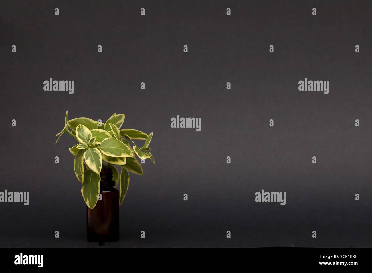 Bunch of green bigleaf periwinkle leaves in a small amber glass ...