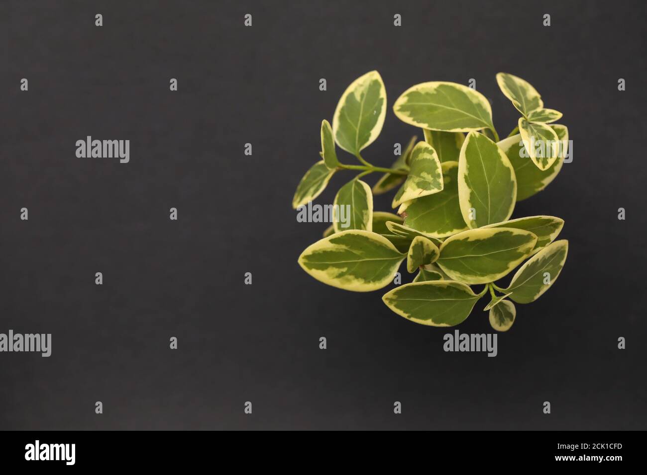 Bunch of green bigleaf periwinkle leaves in a small amber glass ...