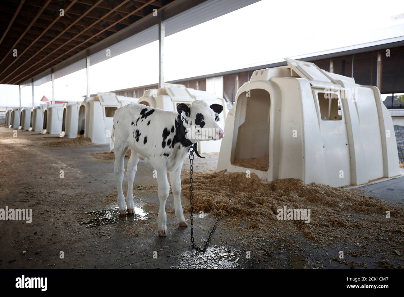 Calf stands hi-res stock photography and images - Alamy