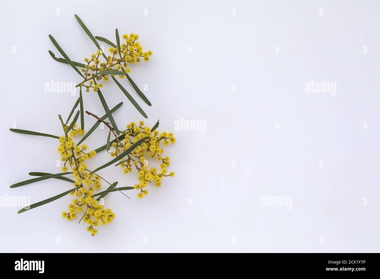 Closeup shot of yellow wattle flowers on white background Stock Photo ...