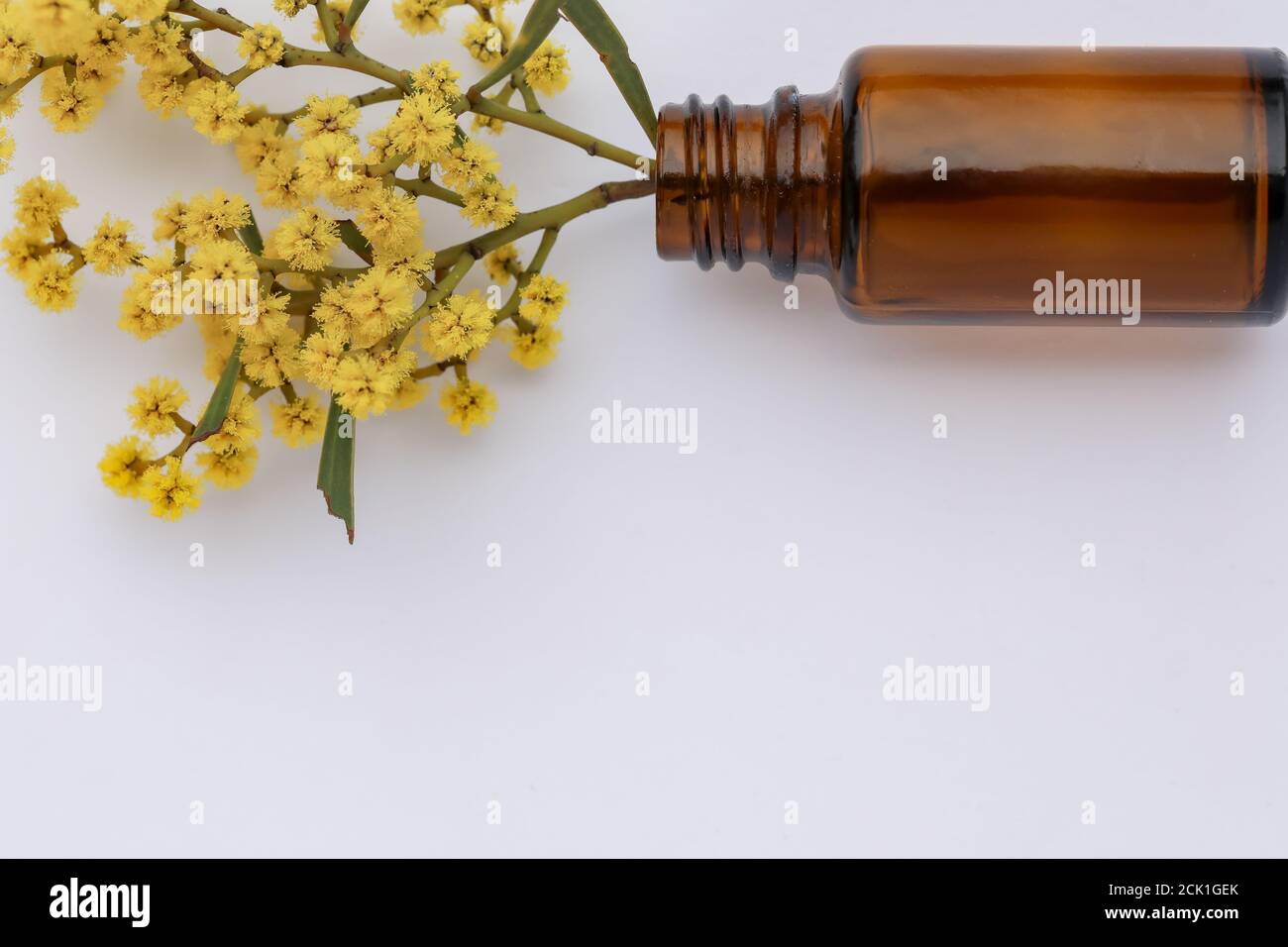 Small amber glass vial with fresh yellow wattle flowers isolated on ...