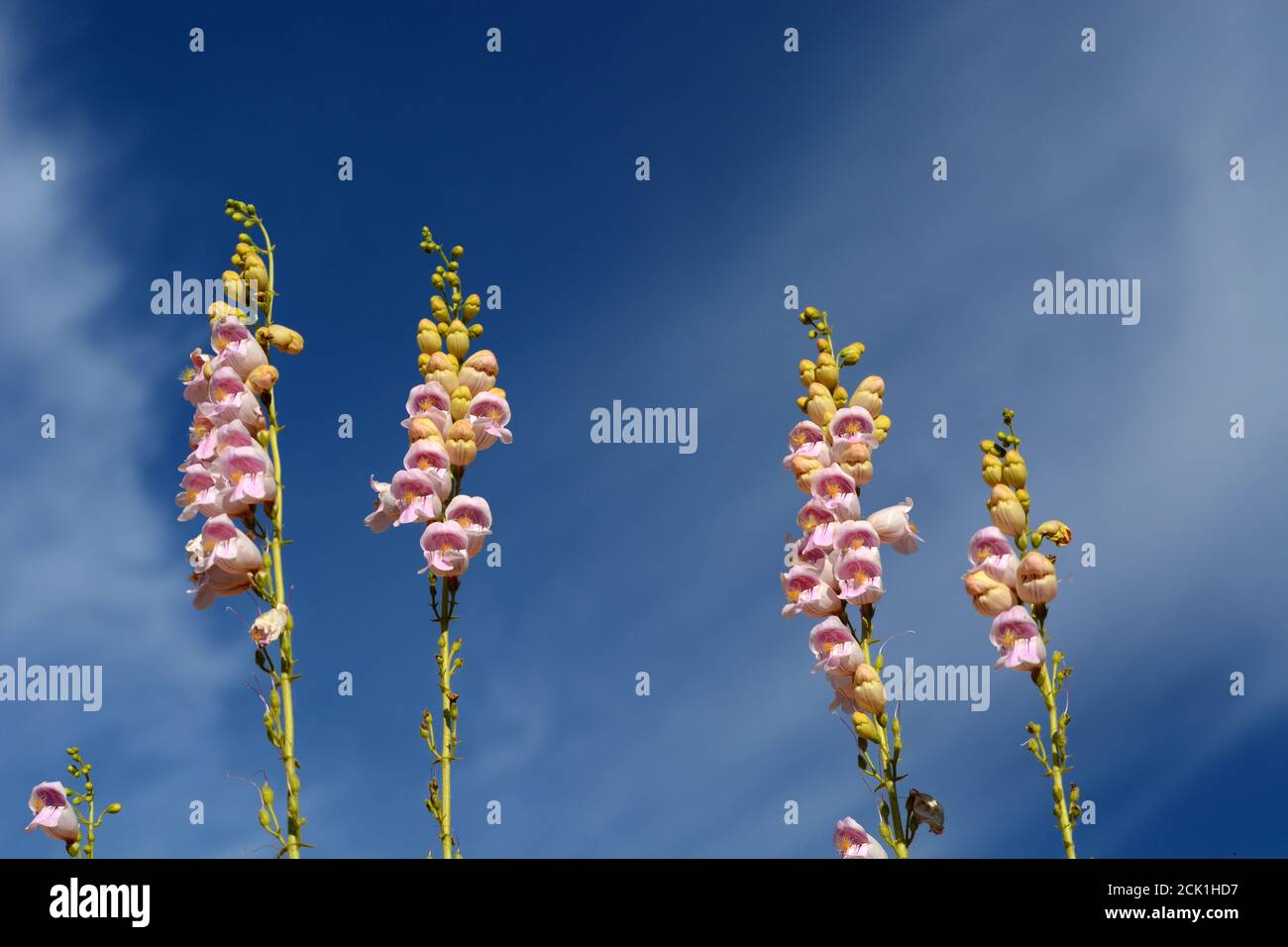 Wild native penstemon plants blooming in the American Southwest Stock ...