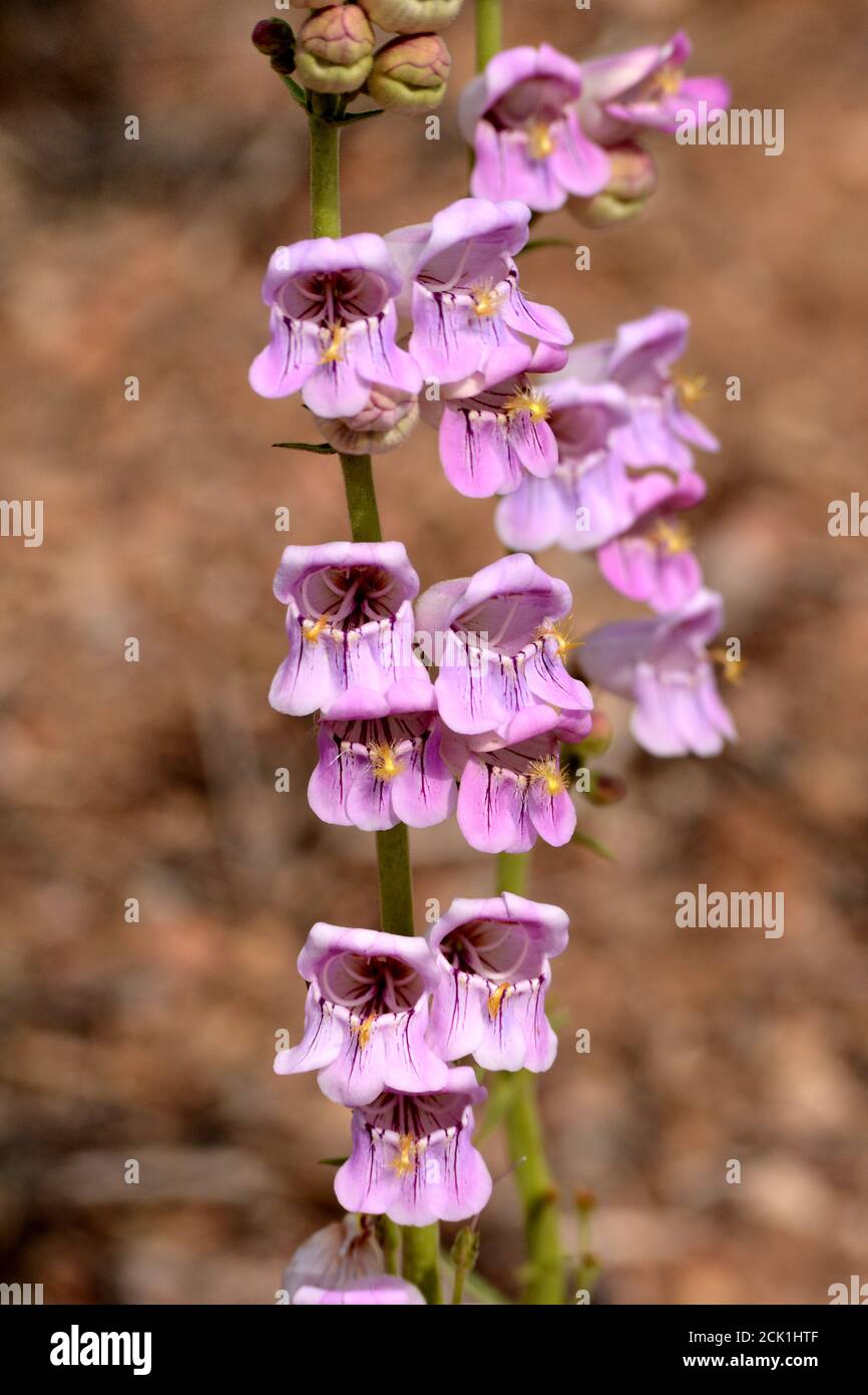 Wild native penstemon plants blooming in the American Southwest Stock ...