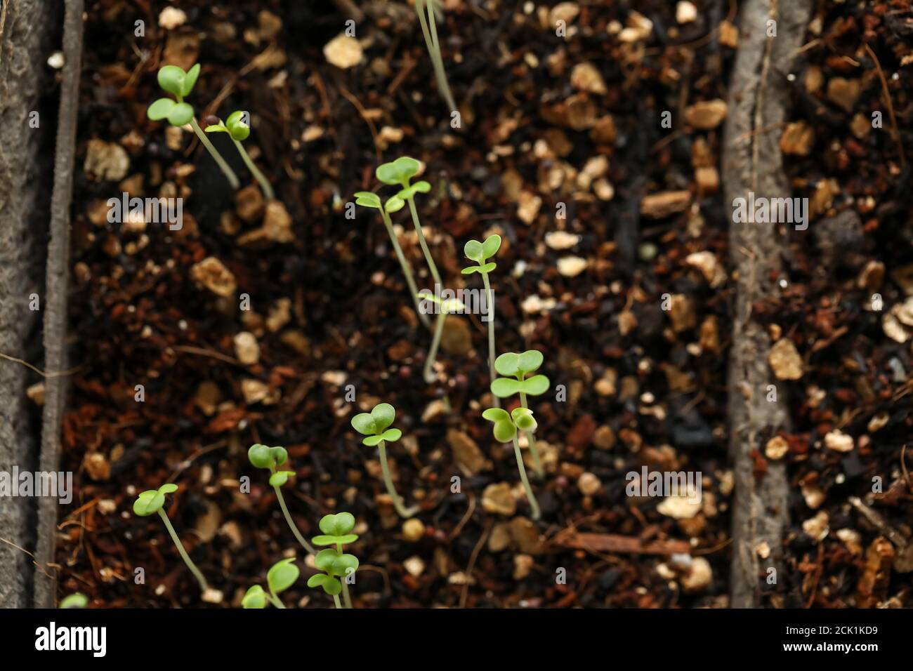 Small seedlings emerging from the potting mix with delicate green ...