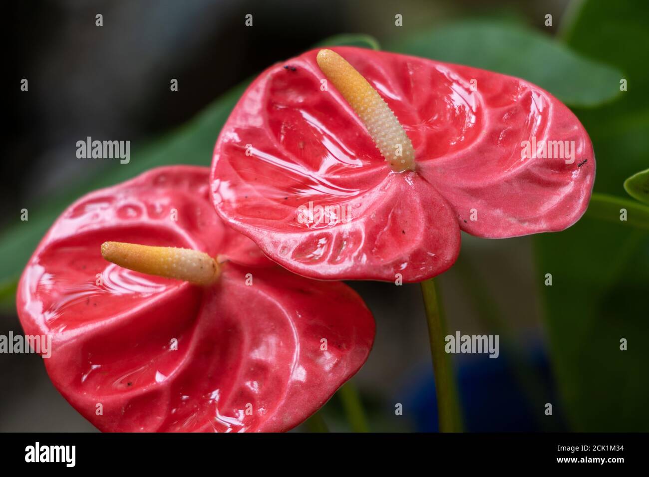 Closeup shot red anthurium hi-res stock photography and images - Alamy