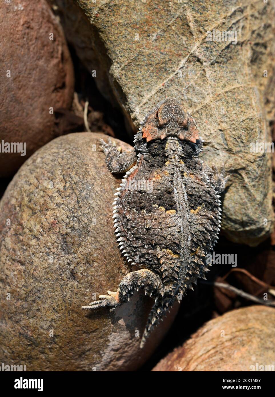 A horned lizard (Phrynosoma), also known as a horny toad or horntoad ...