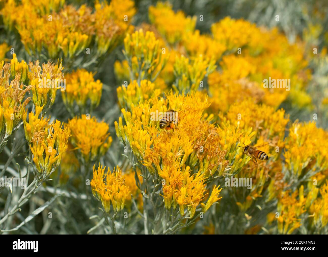 Chamisa hi-res stock photography and images - Alamy