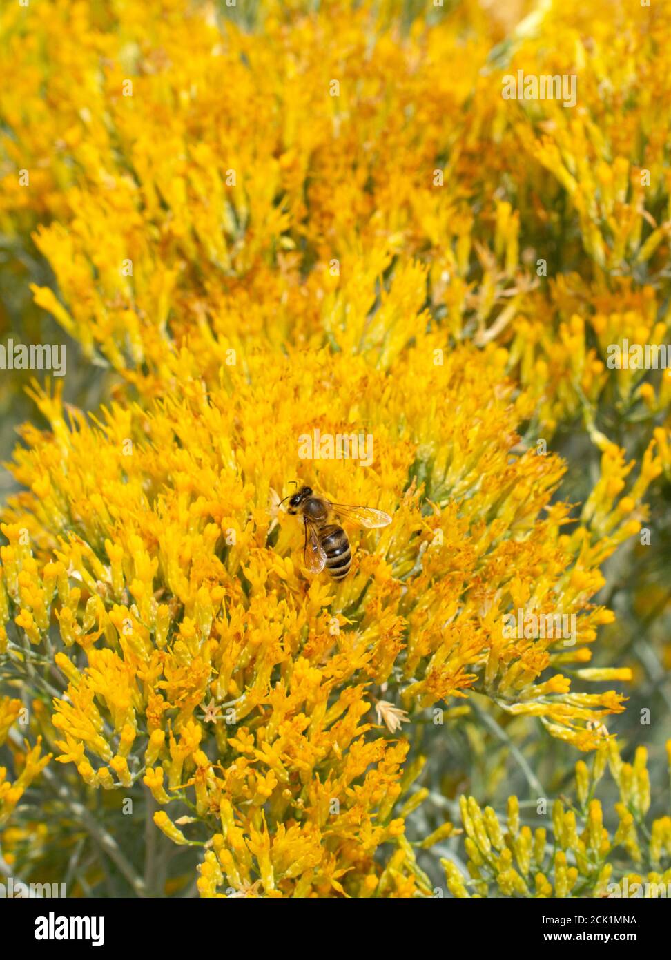 Chamisa hi-res stock photography and images - Alamy