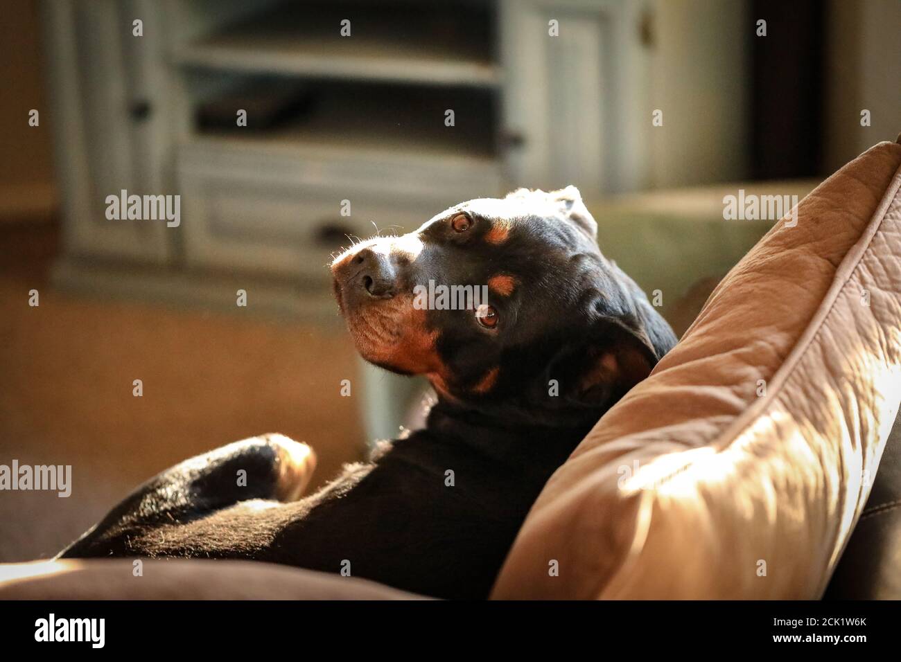Beautiful female rottweiler dog sitting on a couch nestled among brown ...