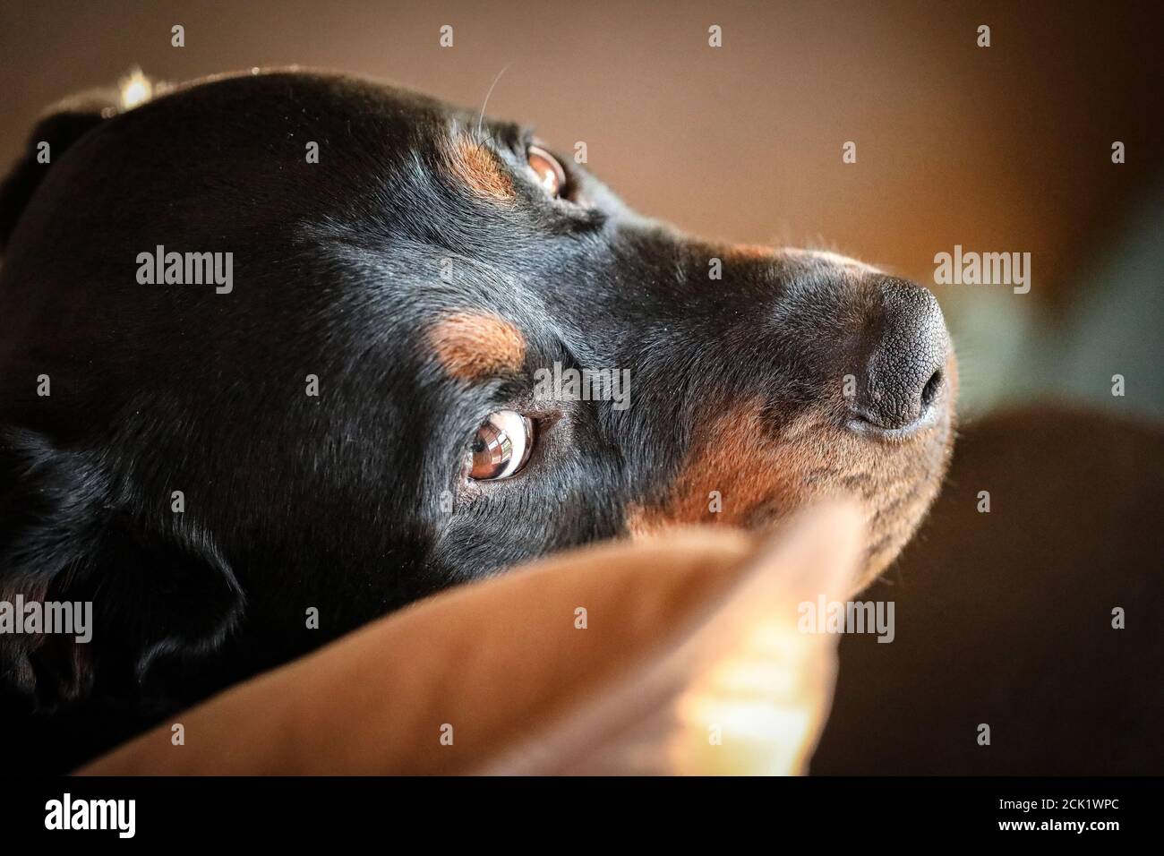 Beautiful female rottweiler dog sitting on a couch nestled among brown ...