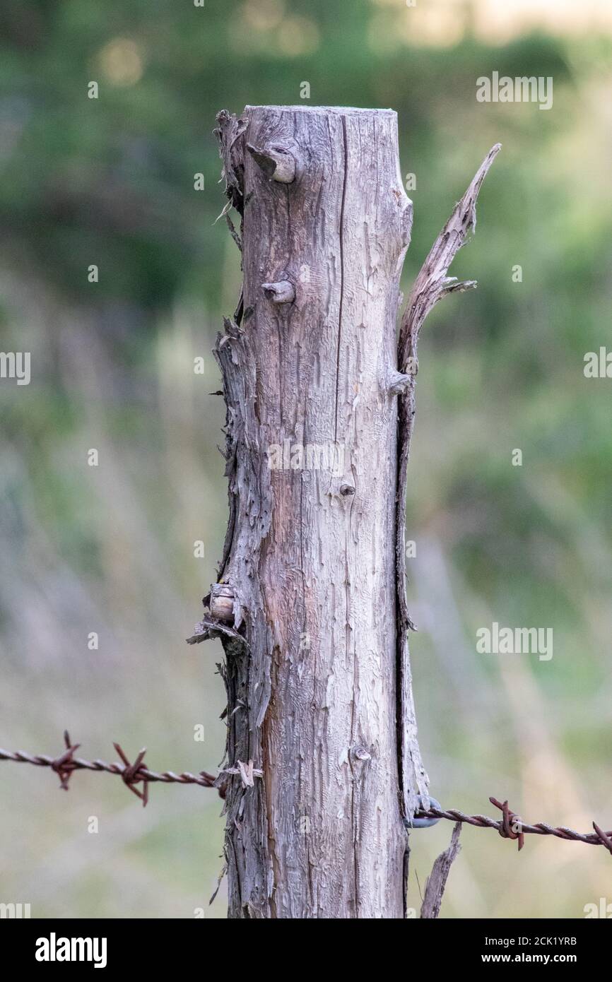 Old wooden fence barbed wire hi-res stock photography and images - Alamy