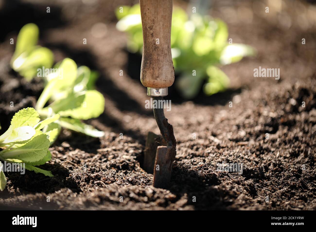 Metal spade in the vegetable garden with wombok seedlings ready to be ...