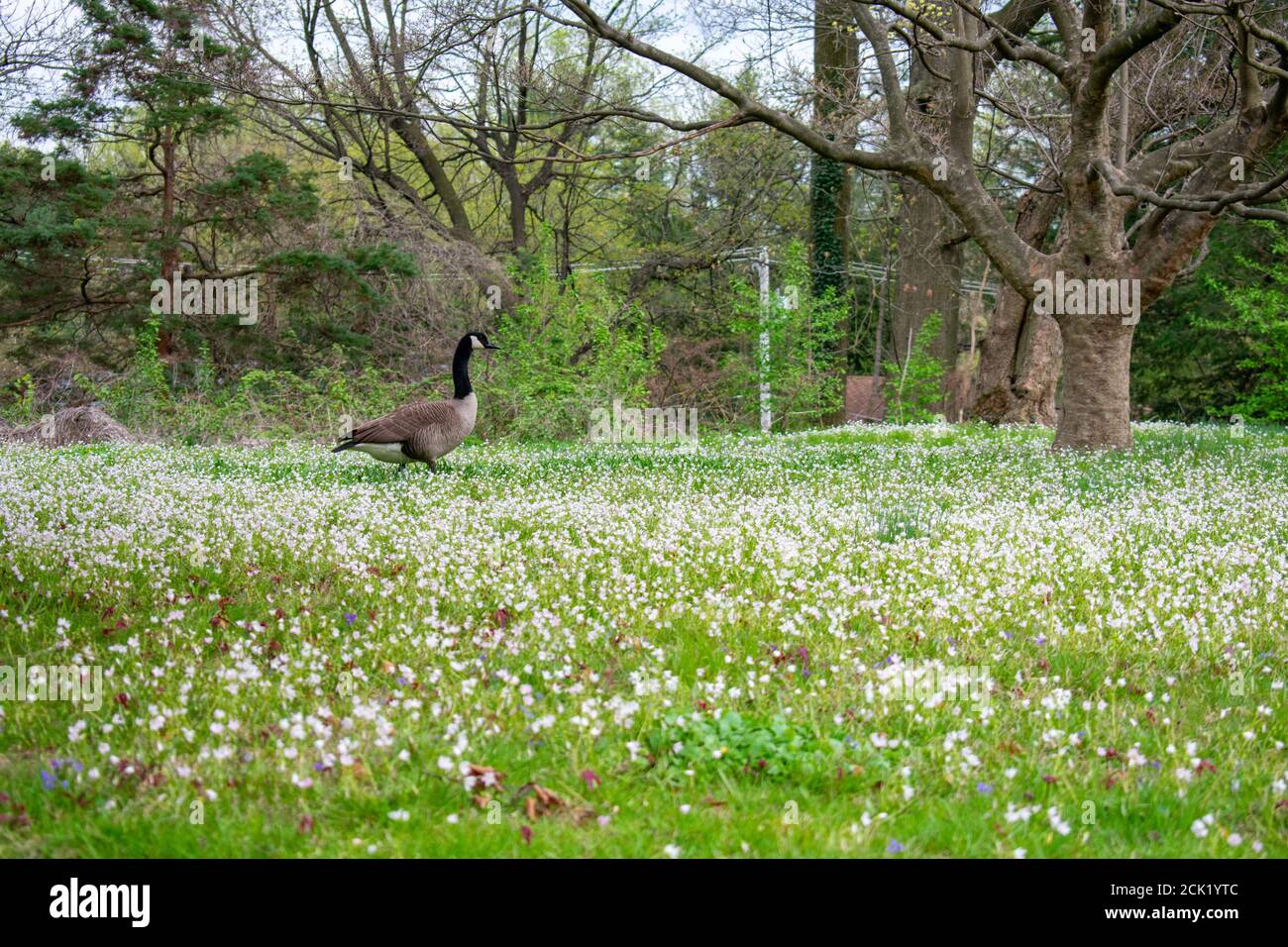 Goose with flowers and grass hi-res stock photography and images - Alamy