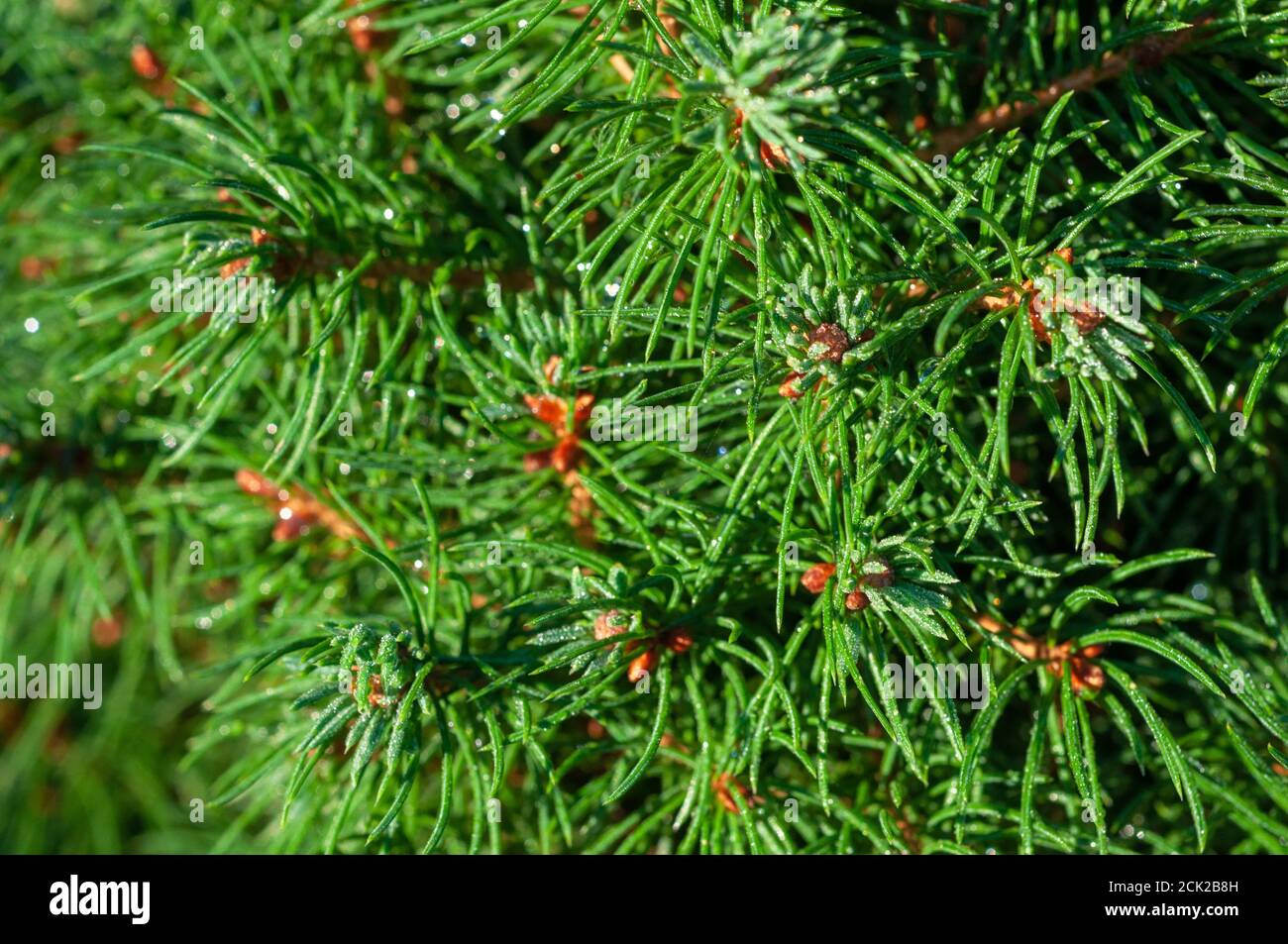 Christmas concept tree branches concept Stock Photo - Alamy