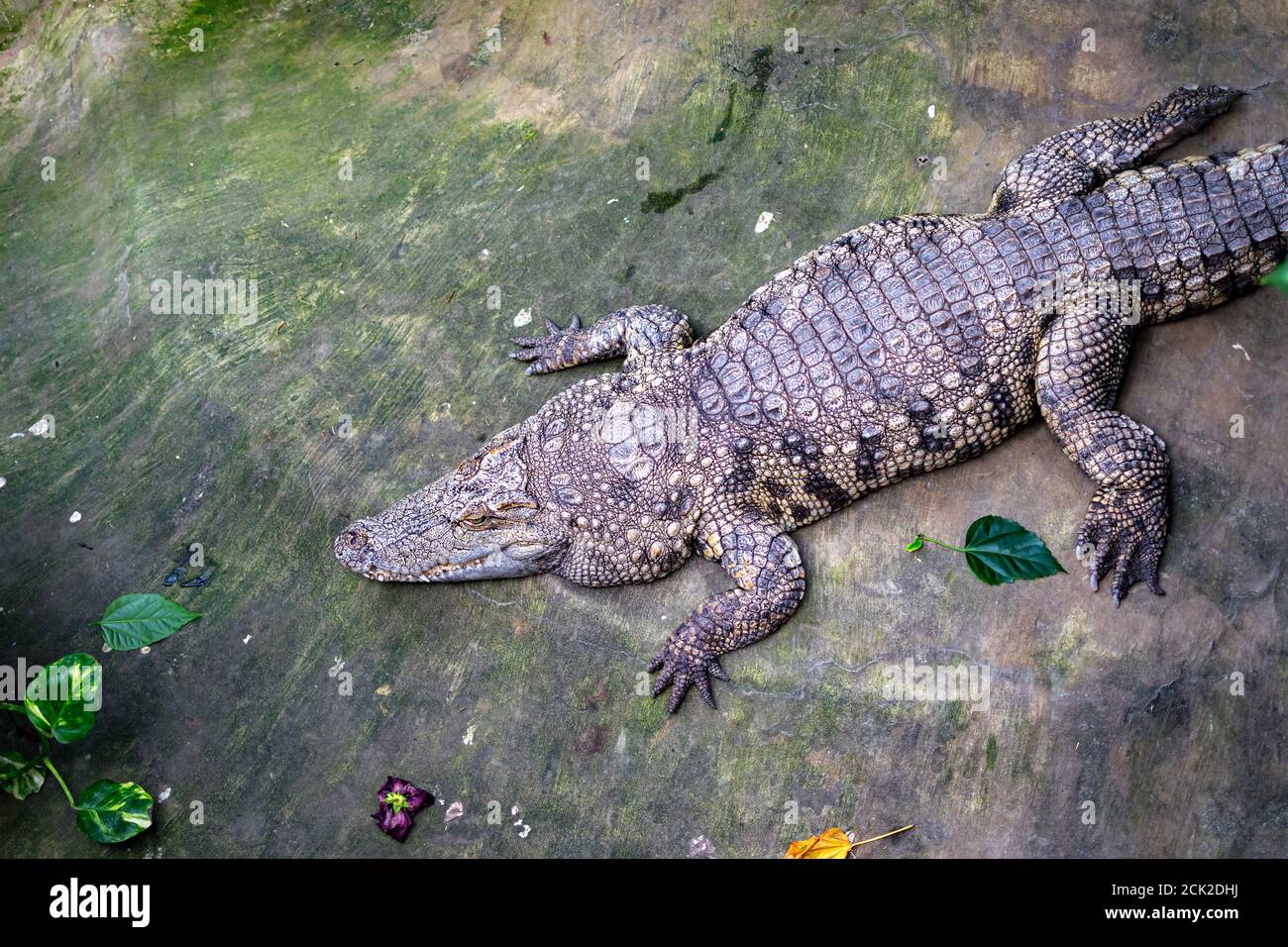 Crocodile in the zoo. Animal in captivity in the paddock. A close-up of ...