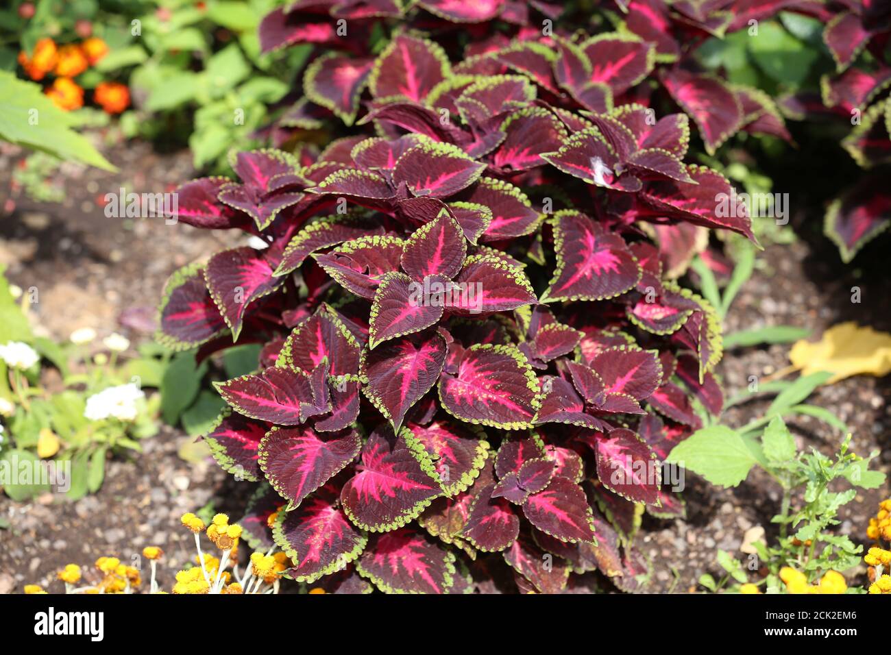 Closeup shot coleus plant hi-res stock photography and images - Alamy