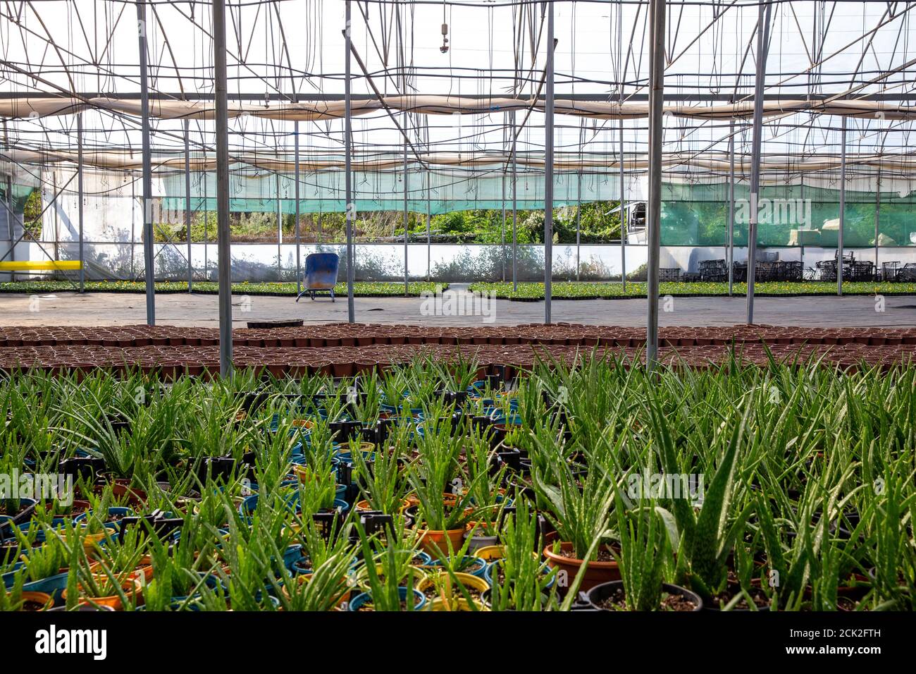 View from inside a greenhouse growing flowers and ornamental plants ...