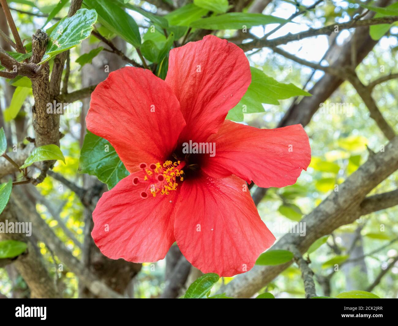 Chinese hibiscus hibiscus rosa sinensis hi-res stock photography and ...