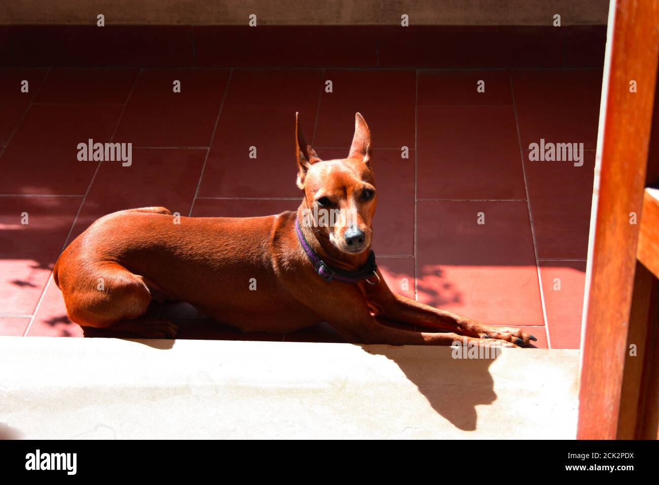 Zwerg pinscher hi-res stock photography and images - Alamy
