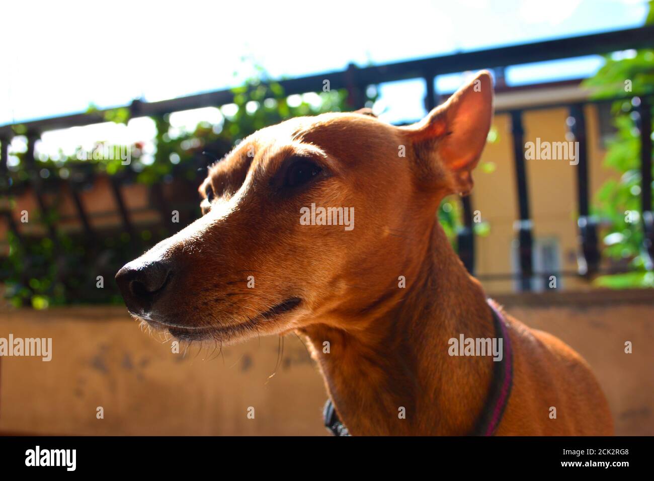 Zwerg pinscher hi-res stock photography and images - Alamy