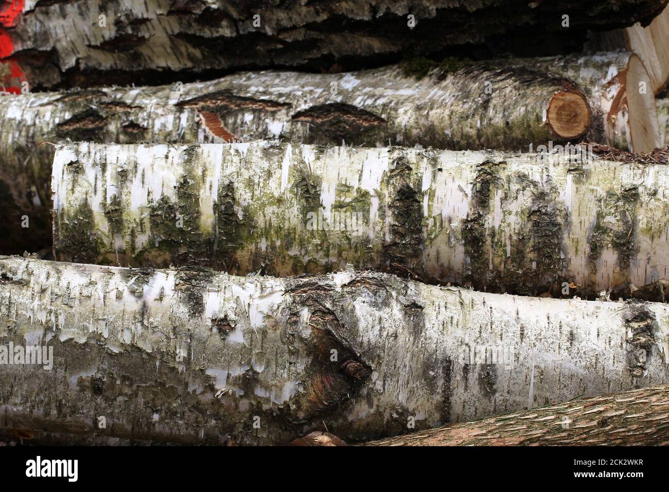 Closeup shot of cut tree trunks Stock Photo - Alamy