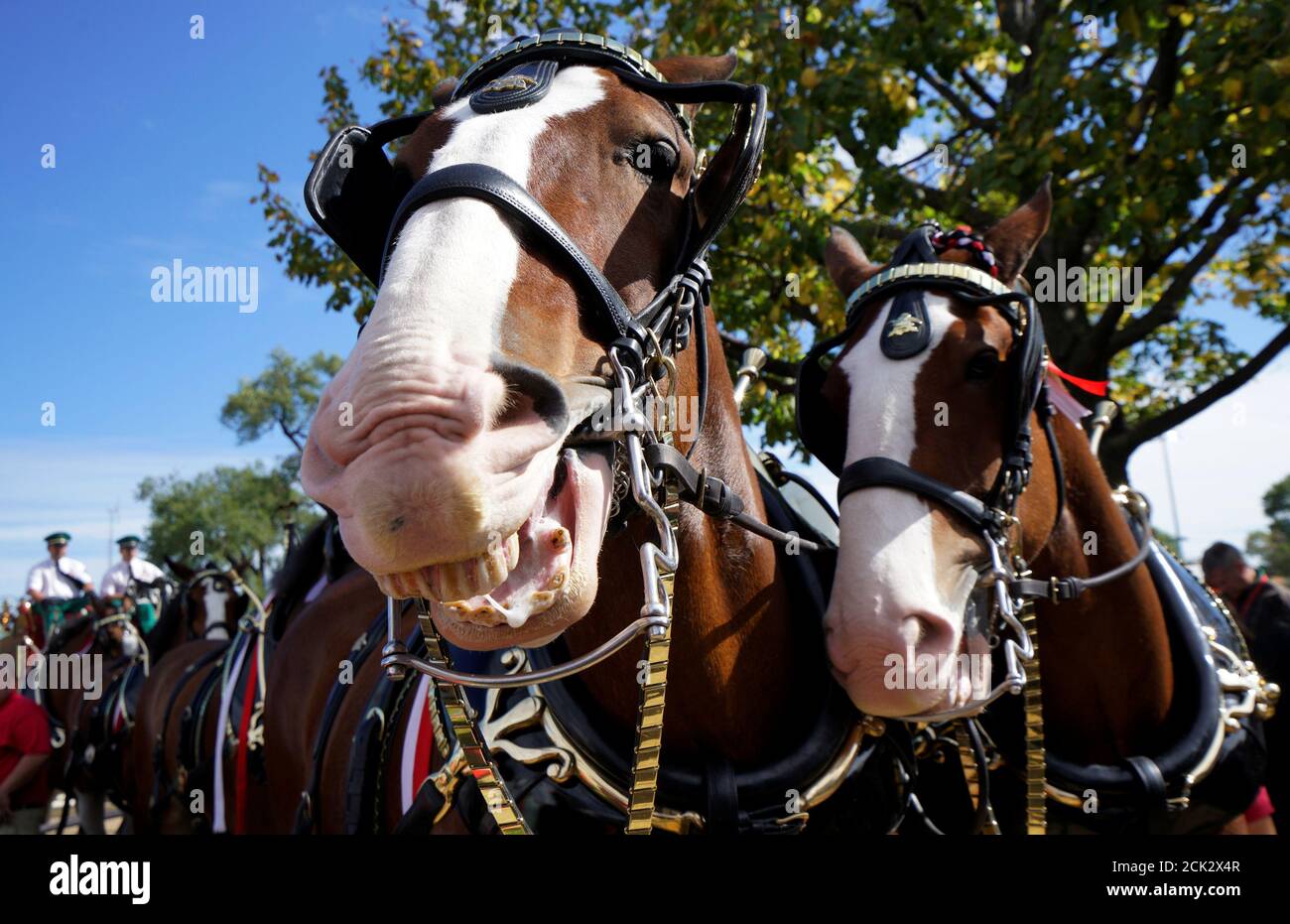 Budweiser Clydesdale Horses High Resolution Stock Photography and ...