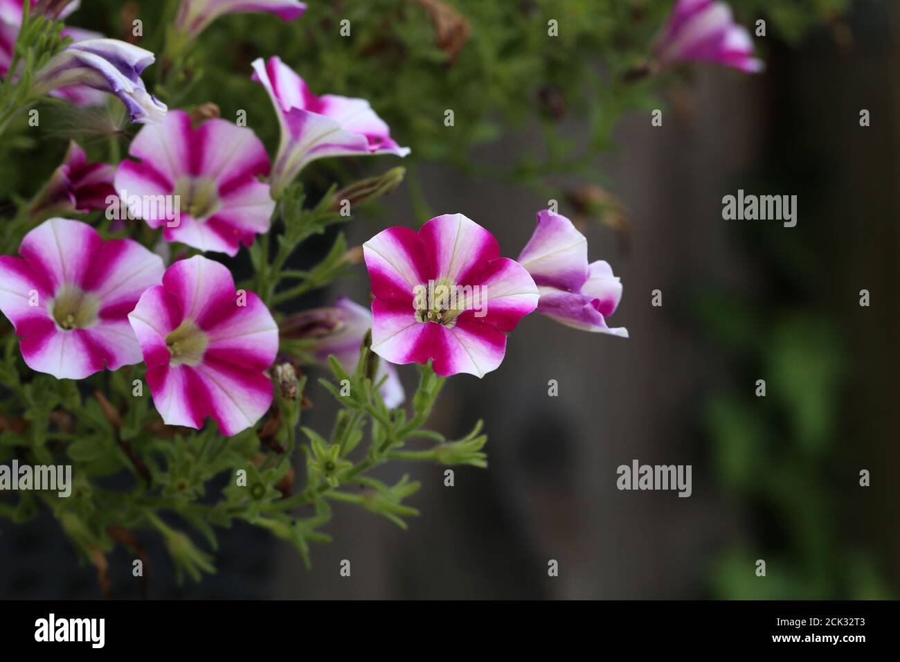 Closeup focus shot of beautiful two-tone petunia flowers Stock Photo ...