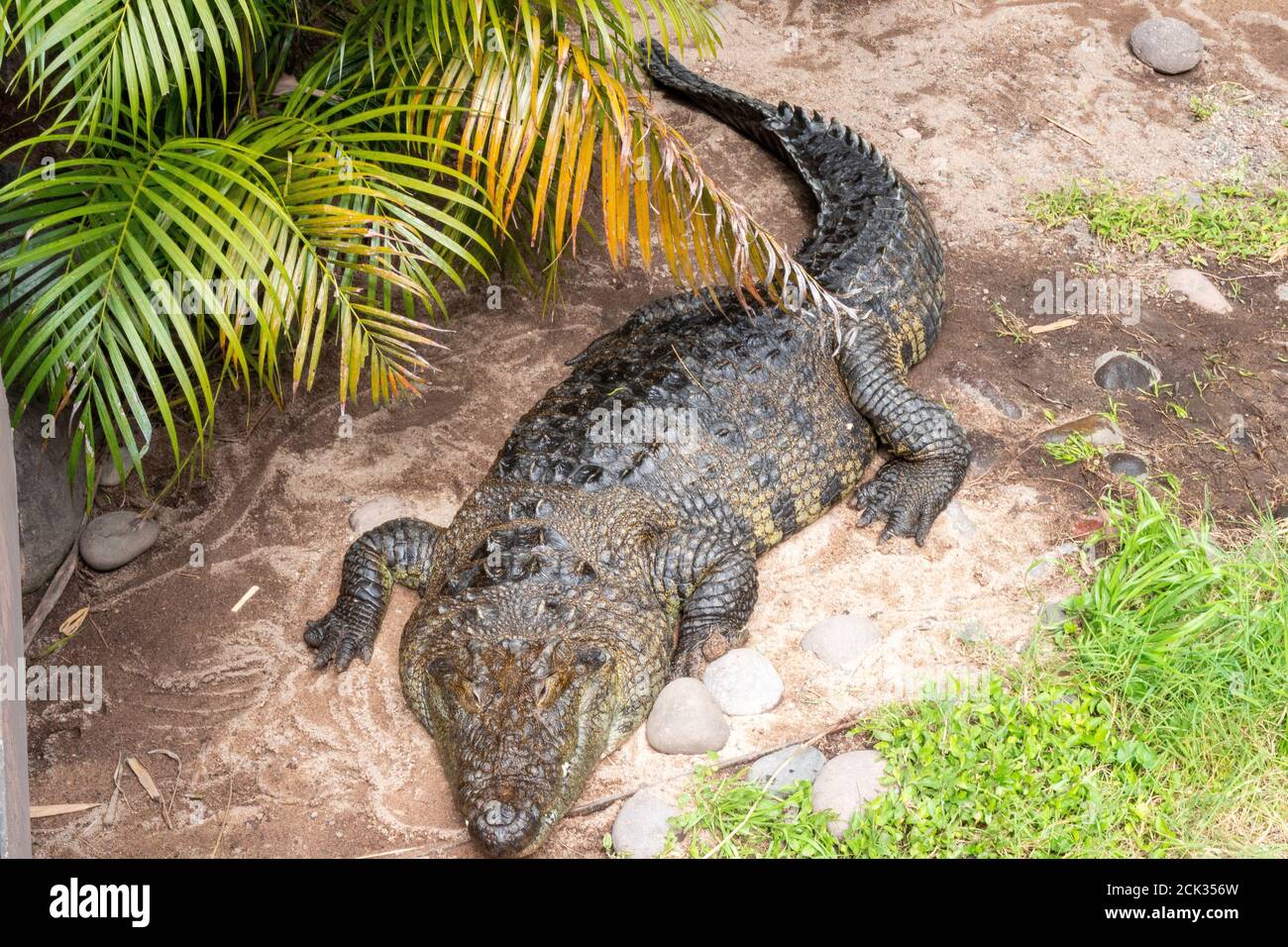 Closeup of an American alligator at the zoo Stock Photo - Alamy