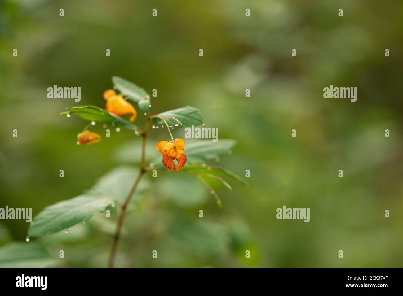 Common jewelweed (Impatiens capensis) also known as orange jewelweed ...