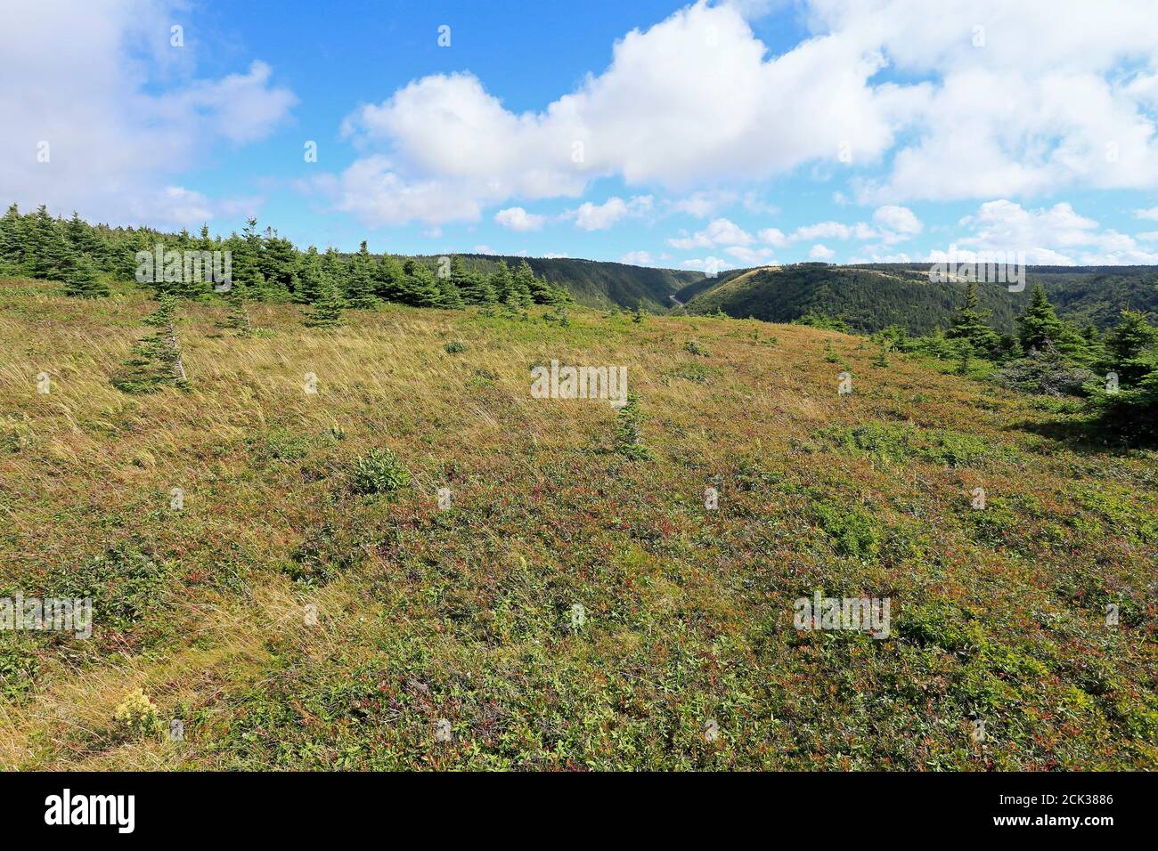 arctic alpine plants on the skyline trail on the Cabot Trail Cape ...