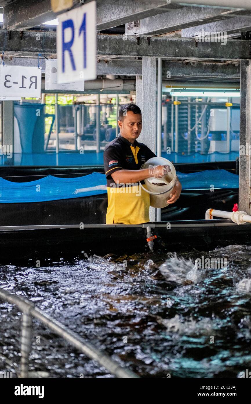Vertical Farm Singapore High Resolution Stock Photography and Images ...
