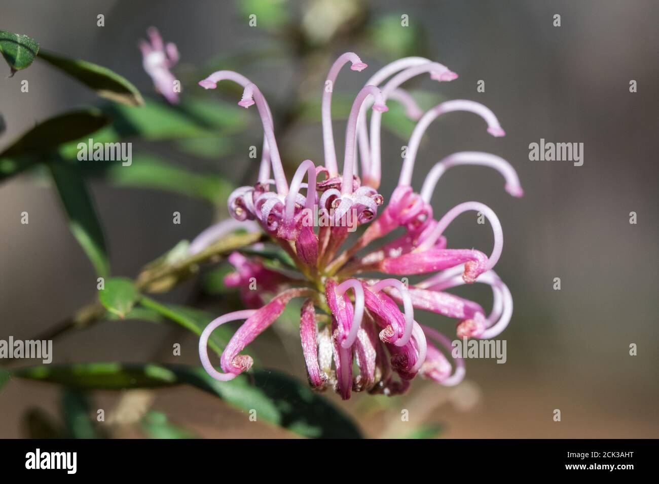 Pink spider hi-res stock photography and images - Alamy