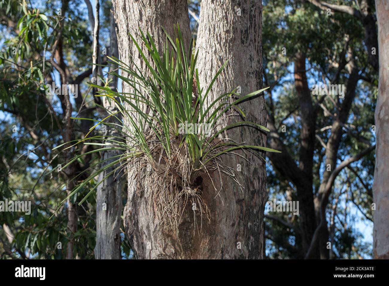 Australian native Cymbidium orchid growing on Eucalypt tree Stock Photo ...
