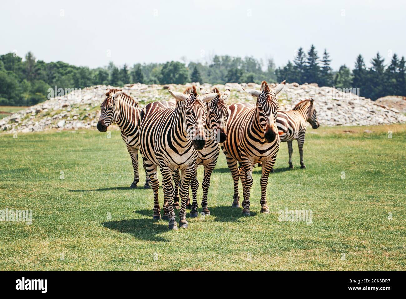 A herd of plains zebra standing together in savanna park on summer day ...
