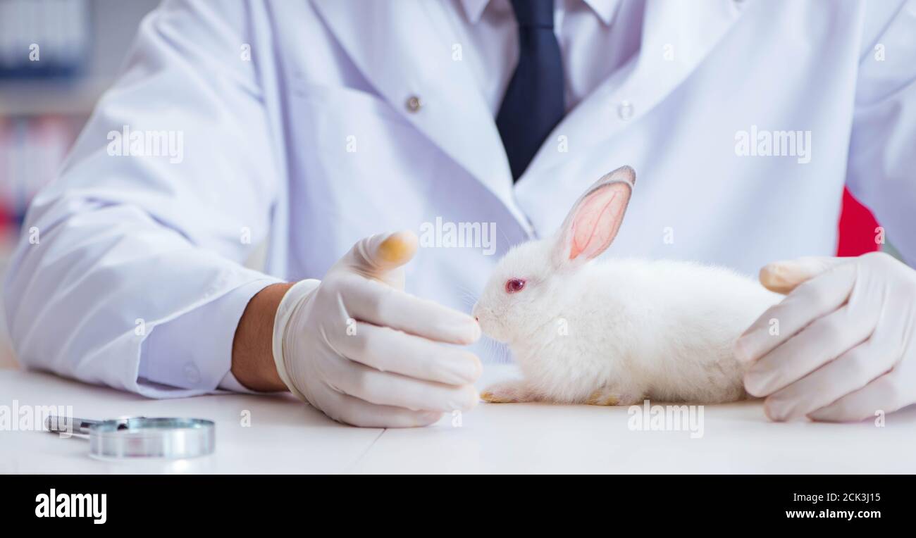 The vet doctor examining rabbit in pet hospital Stock Photo - Alamy