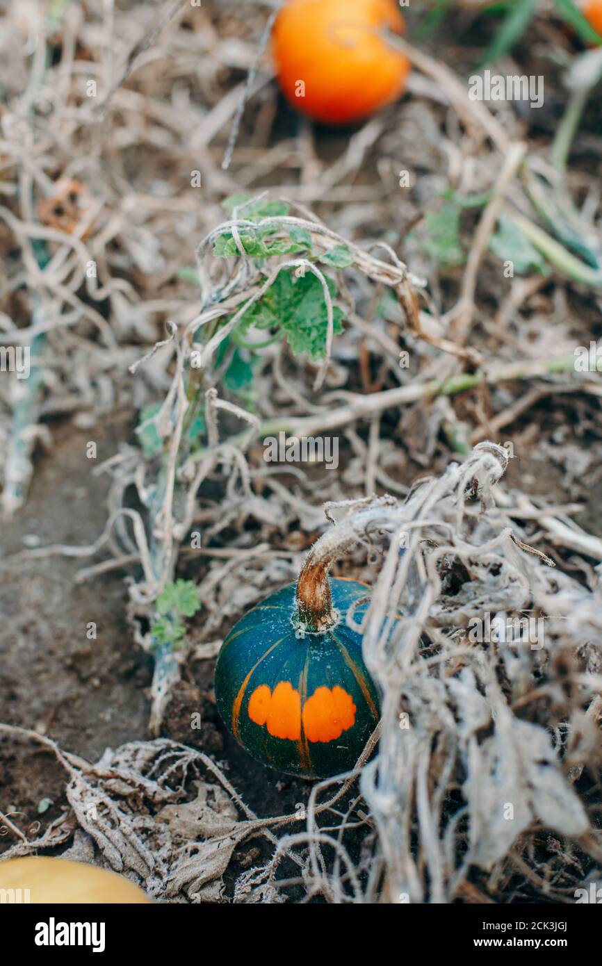 Autumn fall harvest. Cute red and green organic pumpkins growing on ...