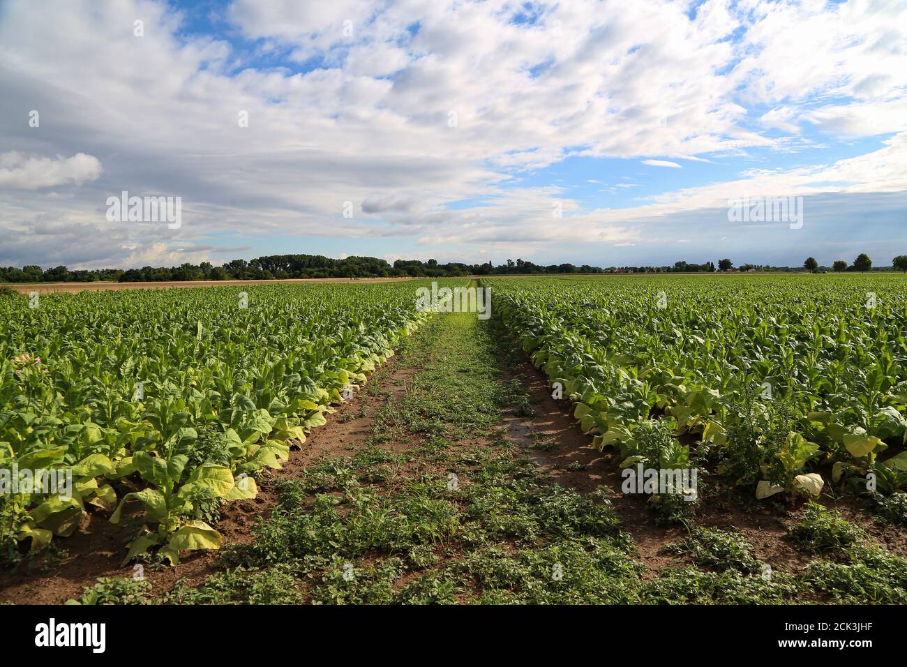Sunny scenery of an agricultural field with lots of plants Stock Photo ...