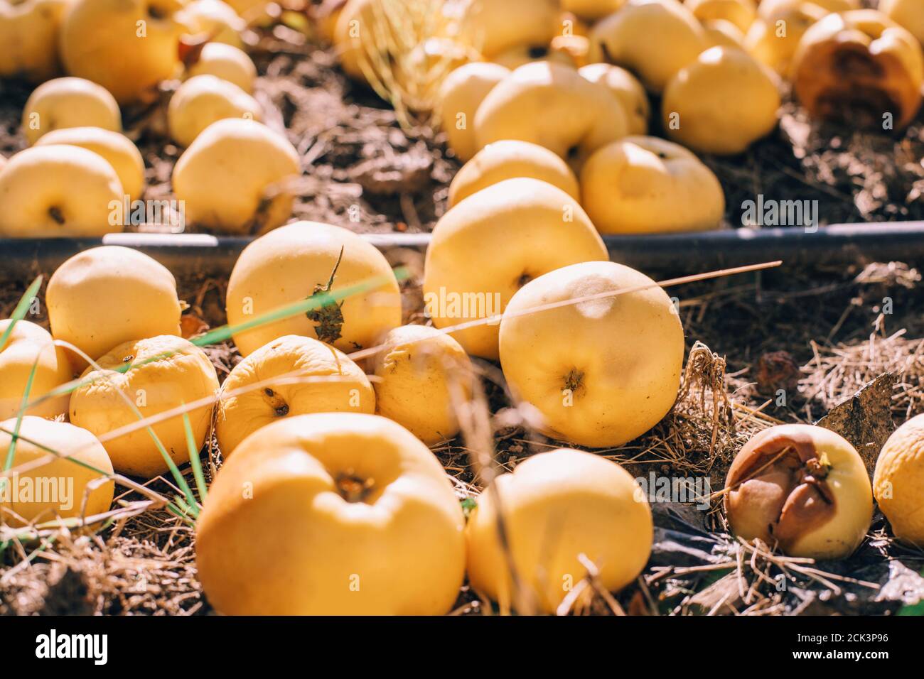 Rotten fruits hi-res stock photography and images - Alamy
