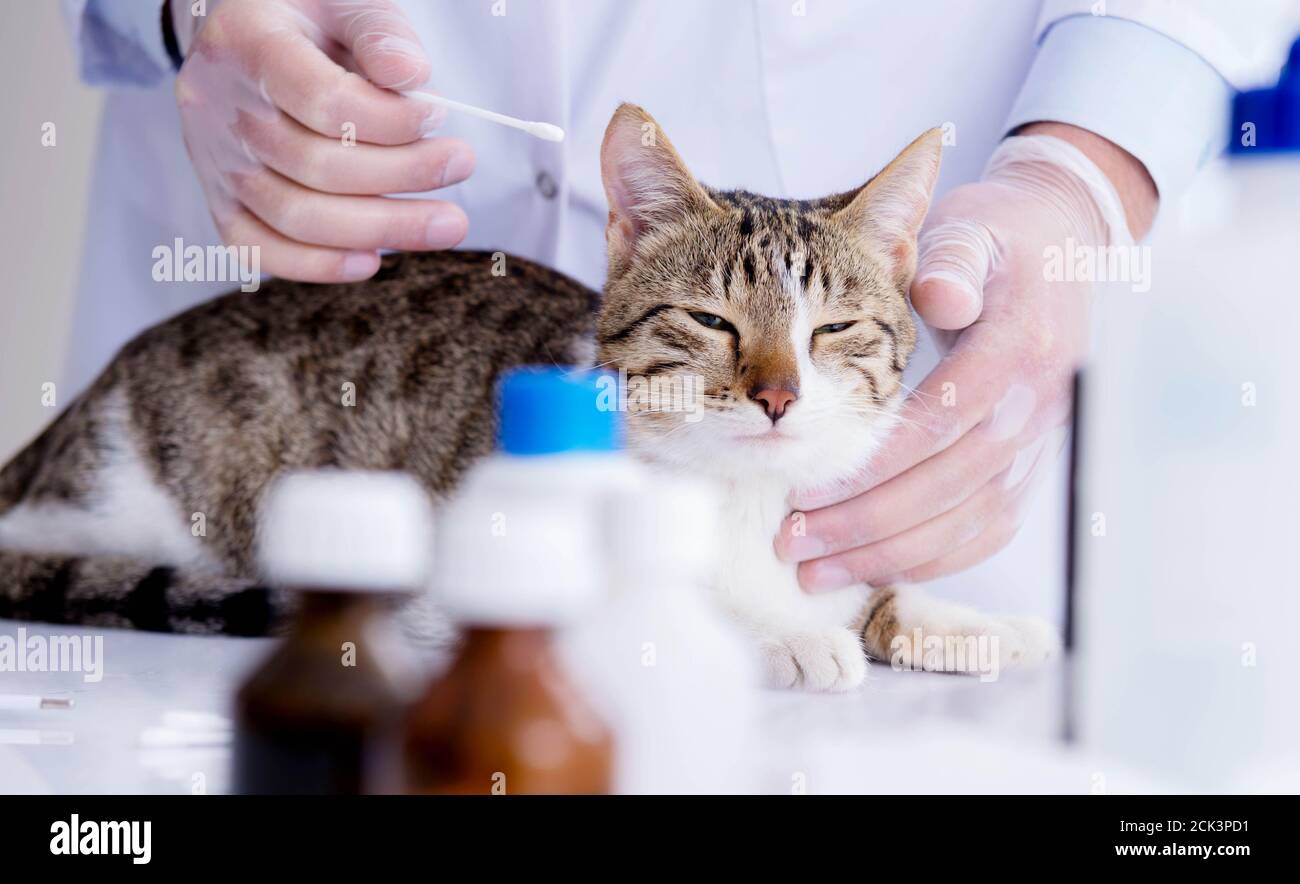 Cat visiting vet for regular check up Stock Photo - Alamy