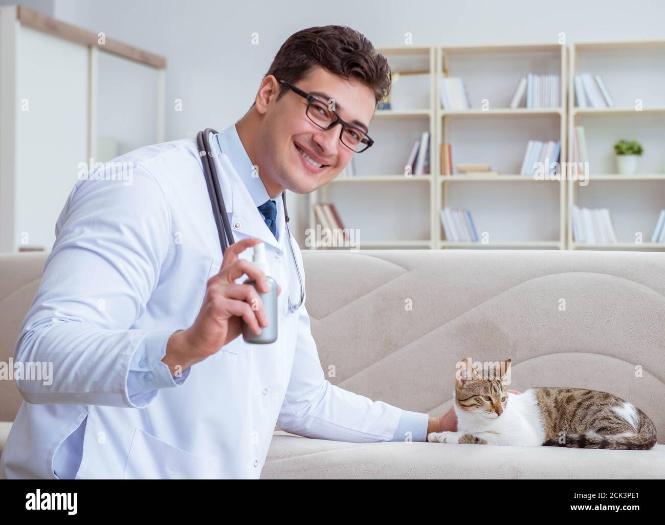 Cat visiting vet for regular check up Stock Photo - Alamy
