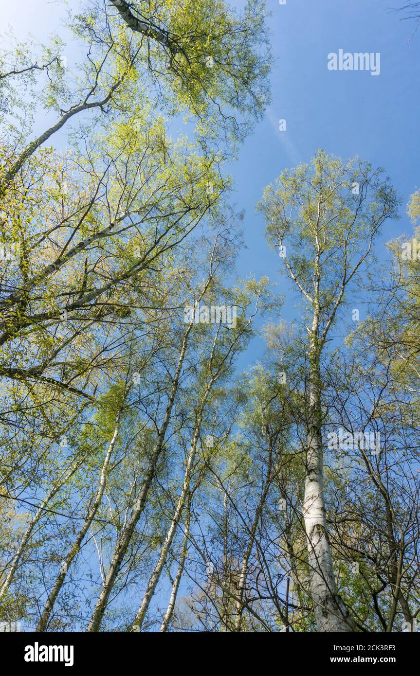 Vertical low angle shot of trees with a blue sky in the background ...