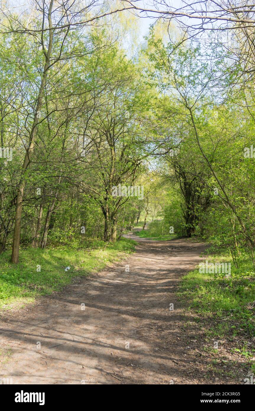 Vertical shot of a path in a forest Stock Photo - Alamy